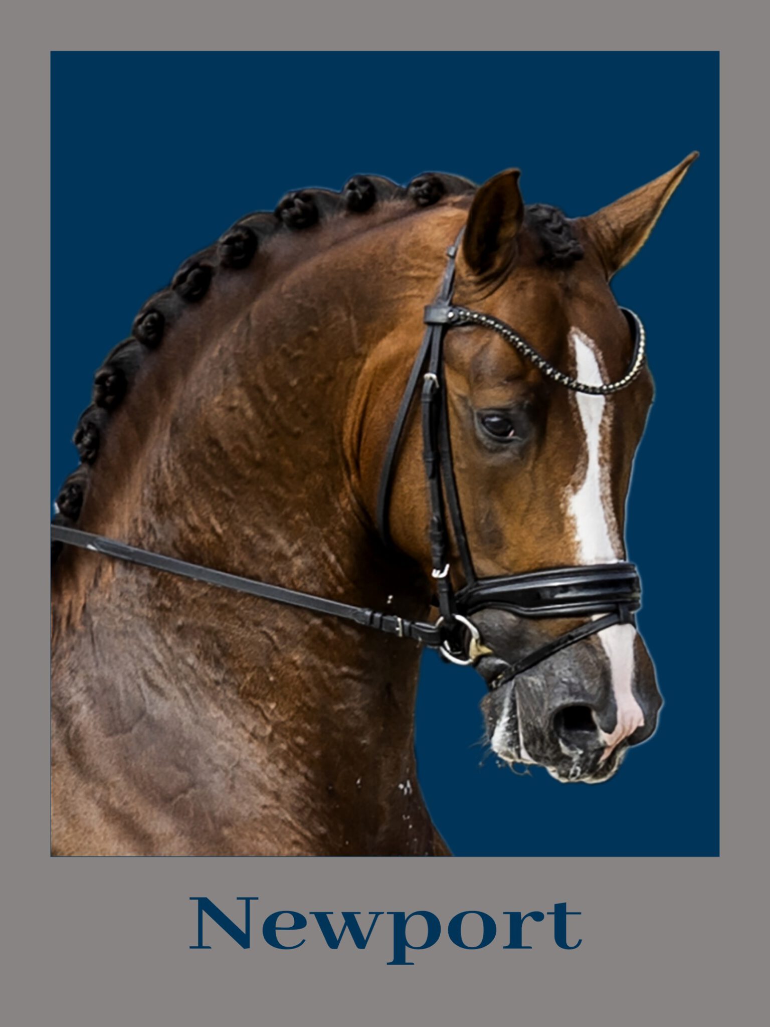 Hengsten - Hengstenhouderij Brouwers