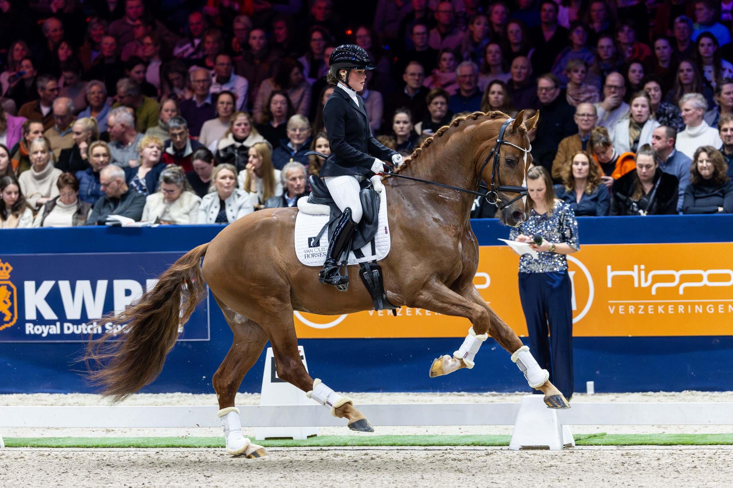 Roderico - Hengstenhouderij Brouwers